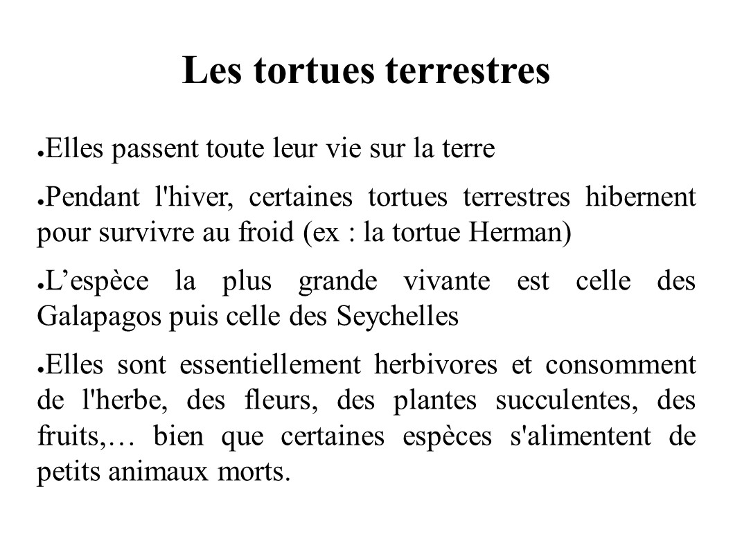Les tortues par Zélie - Ecole Chevannes Centre
